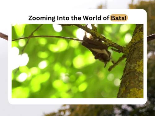 NO PREP All About Bats Presentation, a Wild Animal Adventure 3rd-6th Grade