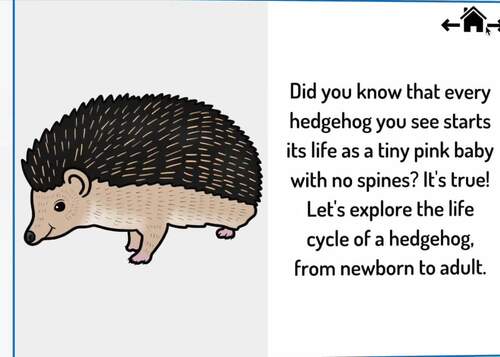 Hedgehog Life Cycle Boom Cards™ - Language Activities by Pear Tree Speech