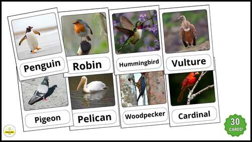 Birds Animal Classification Flashcards, ESL Vocabulary Photo Picture Cards