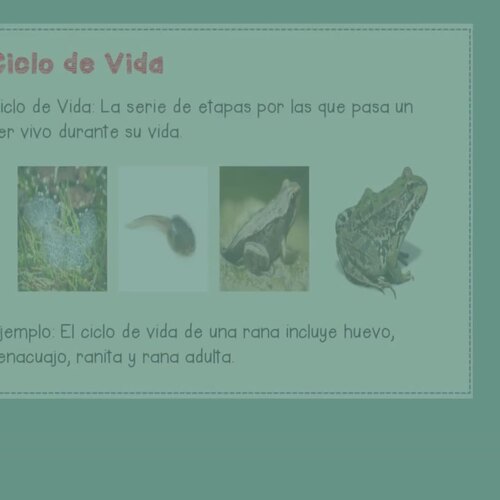 Ciclos de la vida Vocabulario, Presentación PowerPoint, Organizadores ...