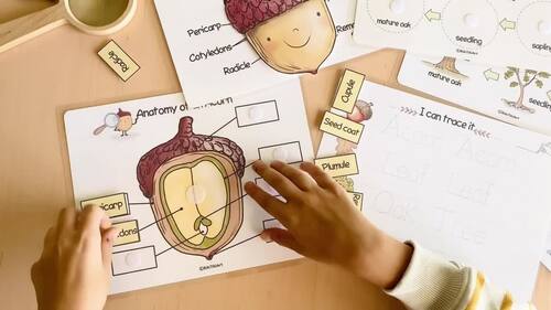 Oak Tree Unit Study Fall Nature Study Life Cycle & Anatomy of an Acorn