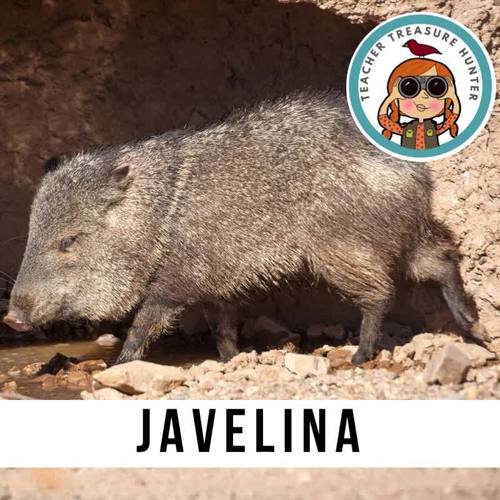 Javelina aka Collared Peccary research information page for desert ...