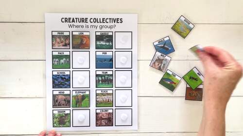 Animal Collective Names Activity, Where is my Group? Associations ...