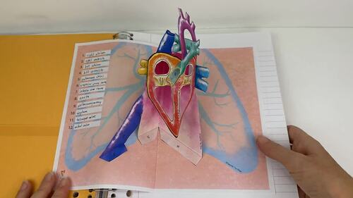 Human Heart Circulatory System STEAM Activity Paper Model and INB or ISN