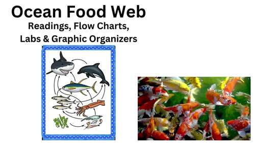 Oceanography Food Web Ecosystems Activities and Lab Middle School Science