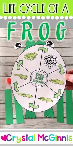 Life Cycle of a Frog Craft - Science - Spring Activity - Frog Life Cycle
