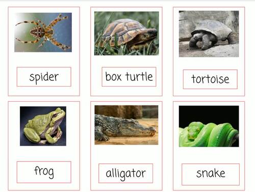 Animal Identification and Sort Cards -Preschool, Kindergarten, ABA ...