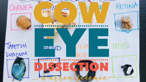 Cow Eye Dissection Video Tutorial and Lab Worksheet by Warren Science
