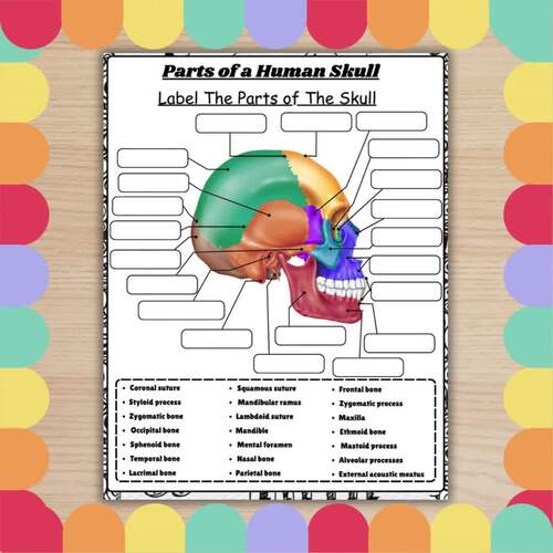 Parts of a Human Skull | Labeling Worksheet, Coloring Page & Word ...