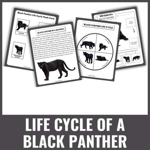 Black Panther life cycle diagram, animal cut paste, matching activity ...