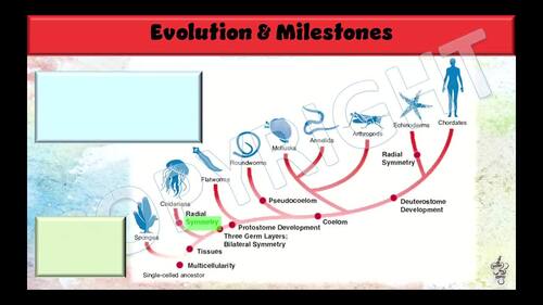 Phylum Cnidaria PowerPoint Slideshow + FREE Guided Notes | TPT