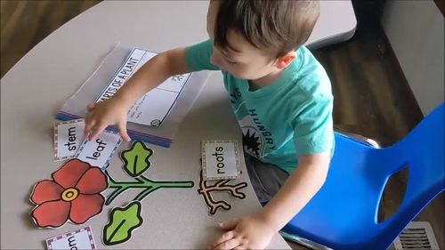 Life Science Activity | Parts of a Plant | Pre-K & Kindergarten | TPT