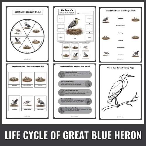 Great Blue Heron Life Cycle: Wetlands Wading Bird Science Unit Study ...