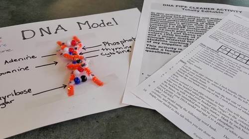 DNA Pipe-Cleaner Activity Editable by Quick Witted Owl Lesson Plans ...