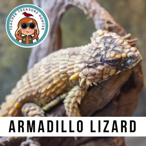Armadillo Lizard research page for desert animal informative writing report