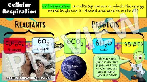 Cell Respiration Complete Lesson Bundle for Biology by Science With Grapes
