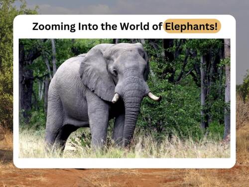 NO PREP All About Elephant Presentation, A Wild Animal Adventure 3rd ...