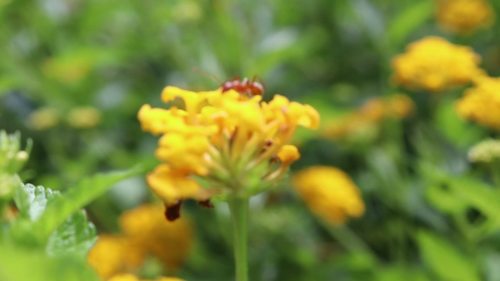 Ant on a Flower Video Example Observation Science Zoology Insects Behavior