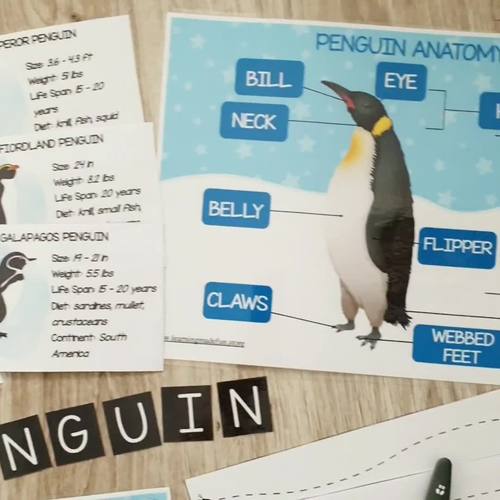 Penguins Unit Study Preschool Centers Life Cycle Kindergarten Activity Math