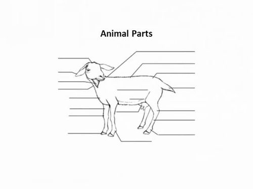 Animal Parts. Vocabulary. Science. Academic. ESL. EFL. Primary ...