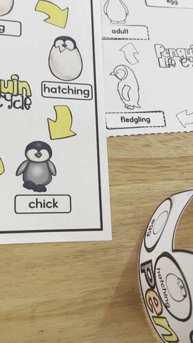 Penguin Life Cycle Crown | No Prep! by Mrs Haleys Homeroom | TPT