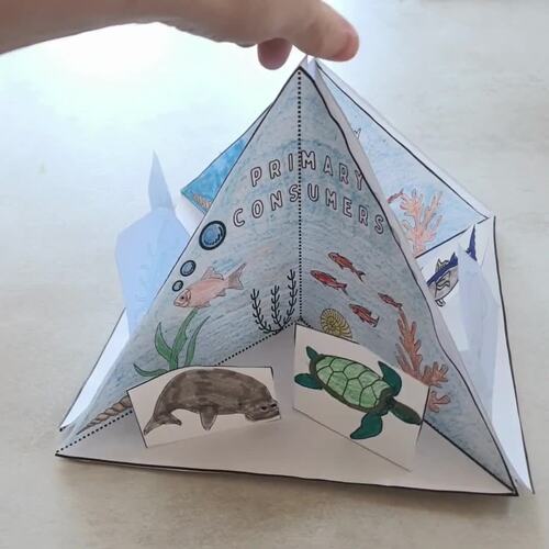 Ocean Animal Food Chain Activity - Marine Science Triorama | TPT