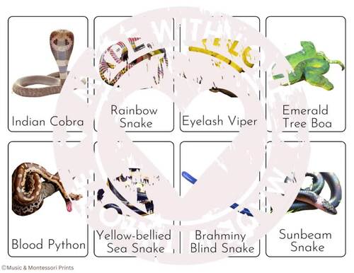 Snakes/Montessori 3 Part Cards/Informational Text/Quiz/Coloring Pages