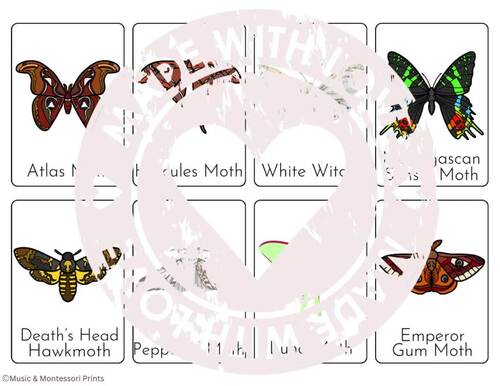 Moths/Life Cycle Of A Moth/Montessori Cards/Writing/Wingspan ...