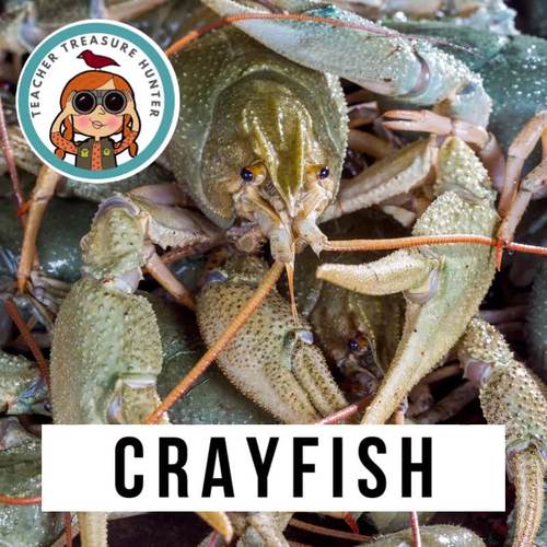 Crayfish nonfiction article pond animal research page for reading and ...
