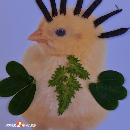 Easter Nature Craft Printables | EASTER CRAFT | Easter spring activity ...