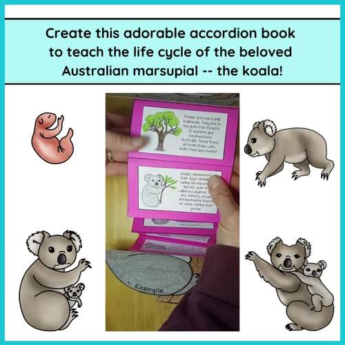"Koala Life Cycle" | An Accordion Book Perfect for a Marsupial or ...