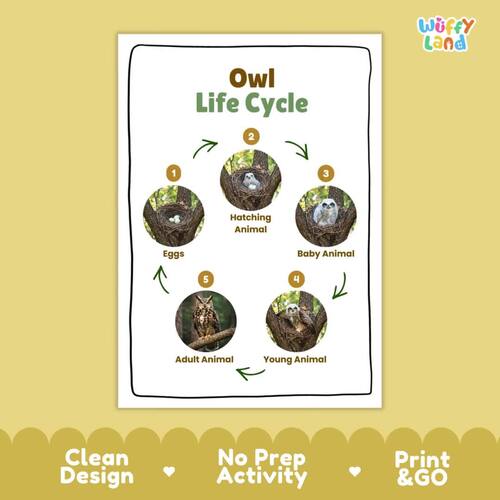 Owl Life Cycle Chart & Cut and Paste Activity | Birds of Prey Biology