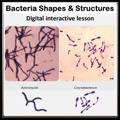 Bacteria Shapes & Structures | Interactive Microbiology Lesson with ...