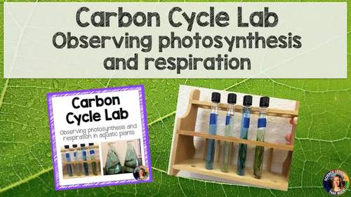 Carbon Cycle Lab- Photosynthesis and Respiration by Science Lessons ...