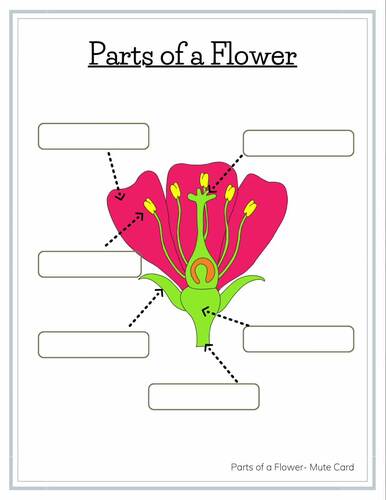 Montessori Science Puzzle: Parts of a Flower for PreK-G3 | TPT
