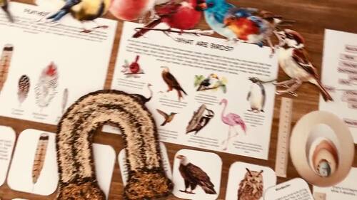 Bird Unit Study | Bird Anatomy, Life Cycle & Egg Nature Study | Montessori