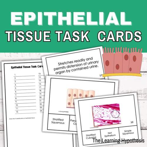 Epithelial Tissue Activity by The Learning Hypothesis Store | TPT