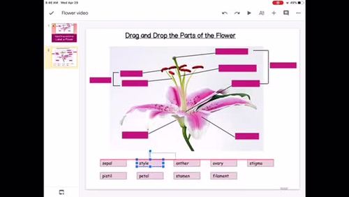 Digital DRAG AND DROP PARTS OF A FLOWER LABELS Activity by Science by Sinai