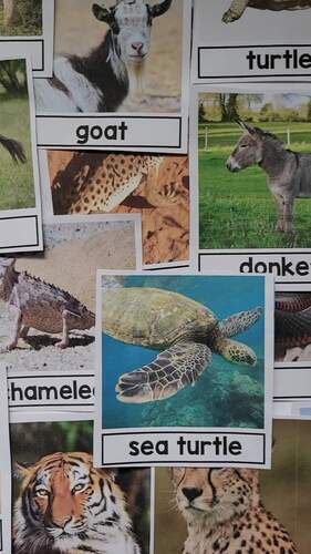 Animal Photo Cards | Vocabulary Picture Cards | Classifying | TPT