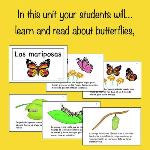 Las Mariposas - Spanish Nonfiction Writing Unit by Robin Shelton