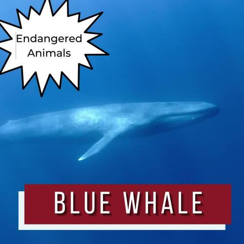 Blue Whale | Endangered Animal research page for animal report | TPT