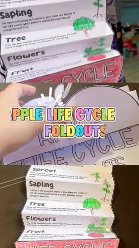Life Cycle of an Apple Sequencing Foldable Craft | Cut & Paste Activity