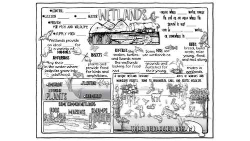Wetlands Doodle Notes & Quiz | Types, Plants, and Ecosystem Benefits