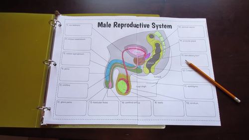 Male Reproductive System - Big Foldable for Interactive Notebooks or ...