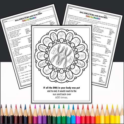 DNA Structure and Function Color by Number | Cell Biology | Genetics