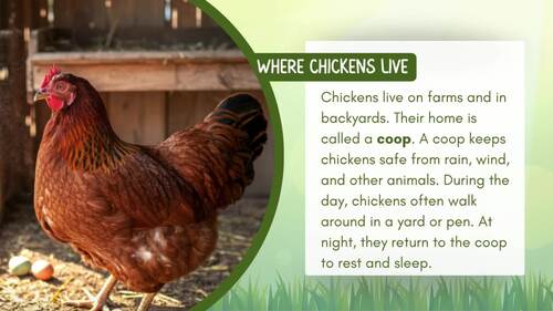 All About Chickens: Chicken Life Cycle Powerpoint Slides Animal ...
