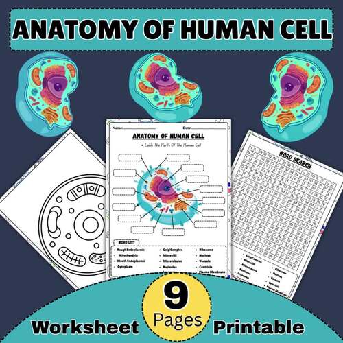 Anatomy Of The Human Cell | Cell Structure Labeling Worksheet + Word Search