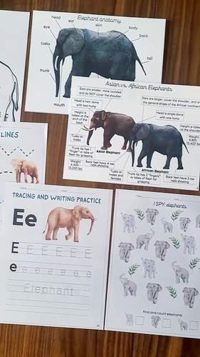 Elephant unit study, Elephant anatomy and species three part cards ...