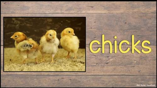 Chickens Nonfiction Digital and Printable Slides, Books, and Activities