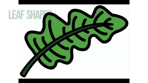 Leaf Shapes Clipart by Carefree Clipart | TPT